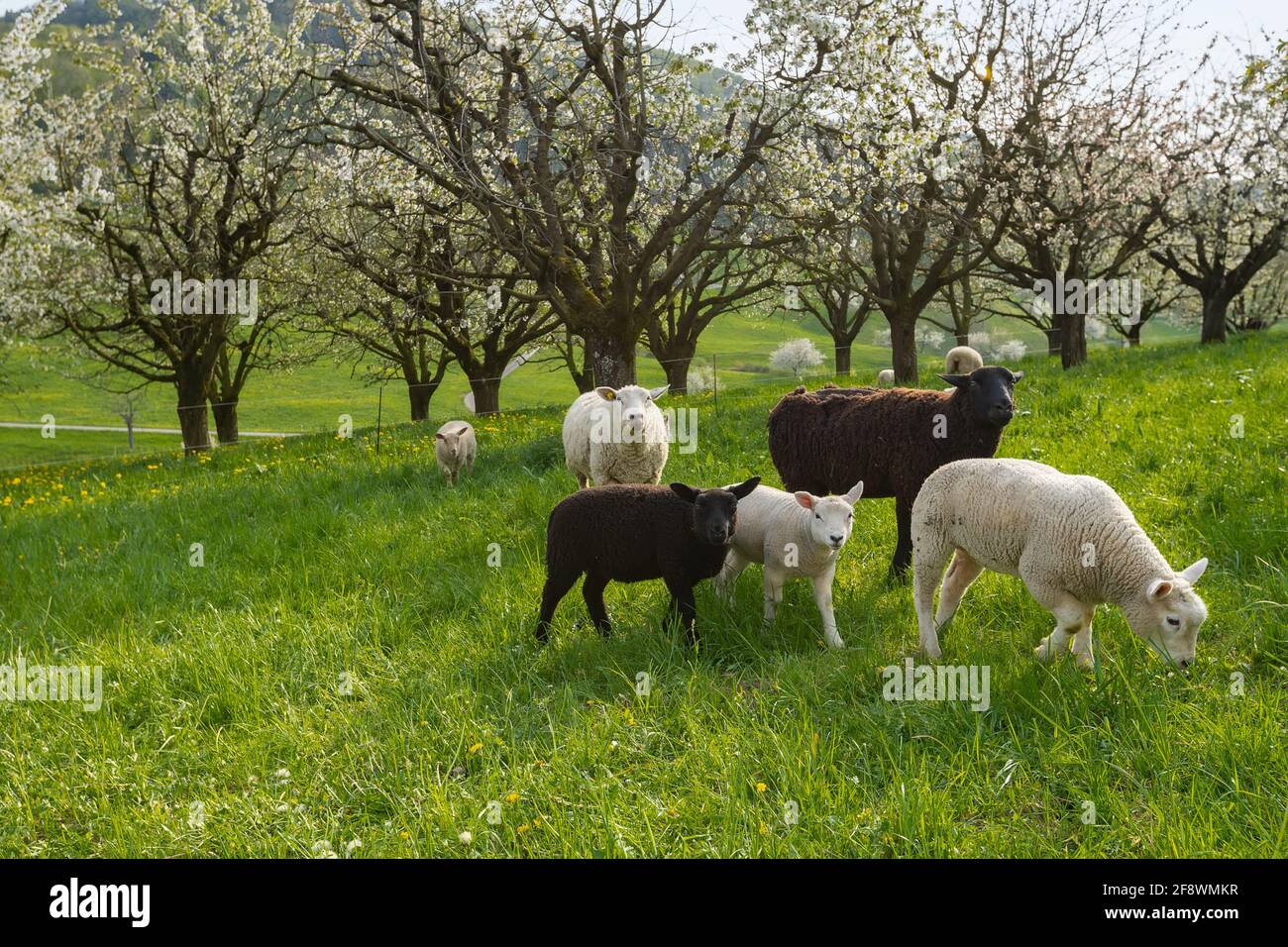 Animals in natural environment hi-res stock photography and images - Alamy