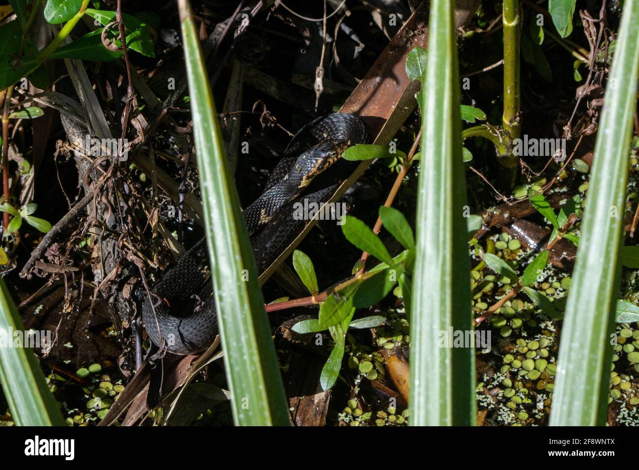 Broad-banded Watersnake (Nerodia fasciata confluens) from Jefferson ...