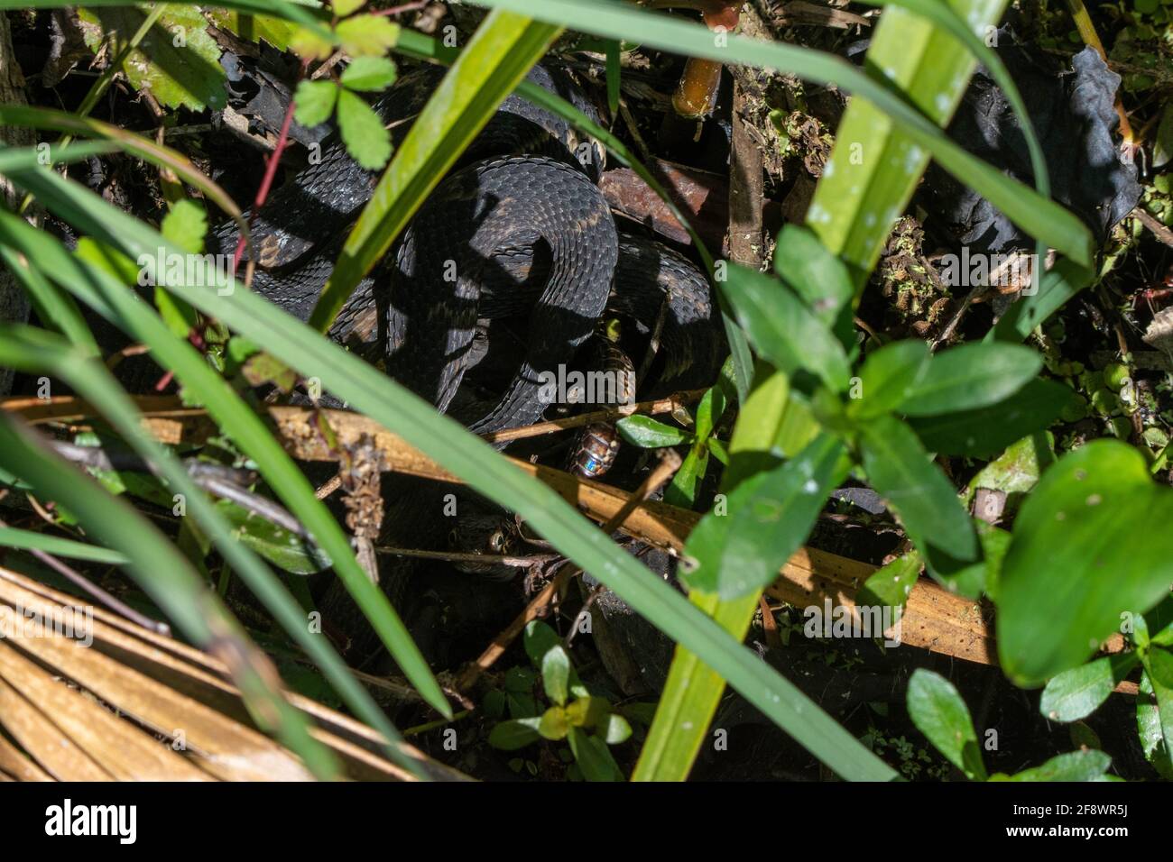 Broad-banded Watersnake (Nerodia fasciata confluens) from Jefferson ...