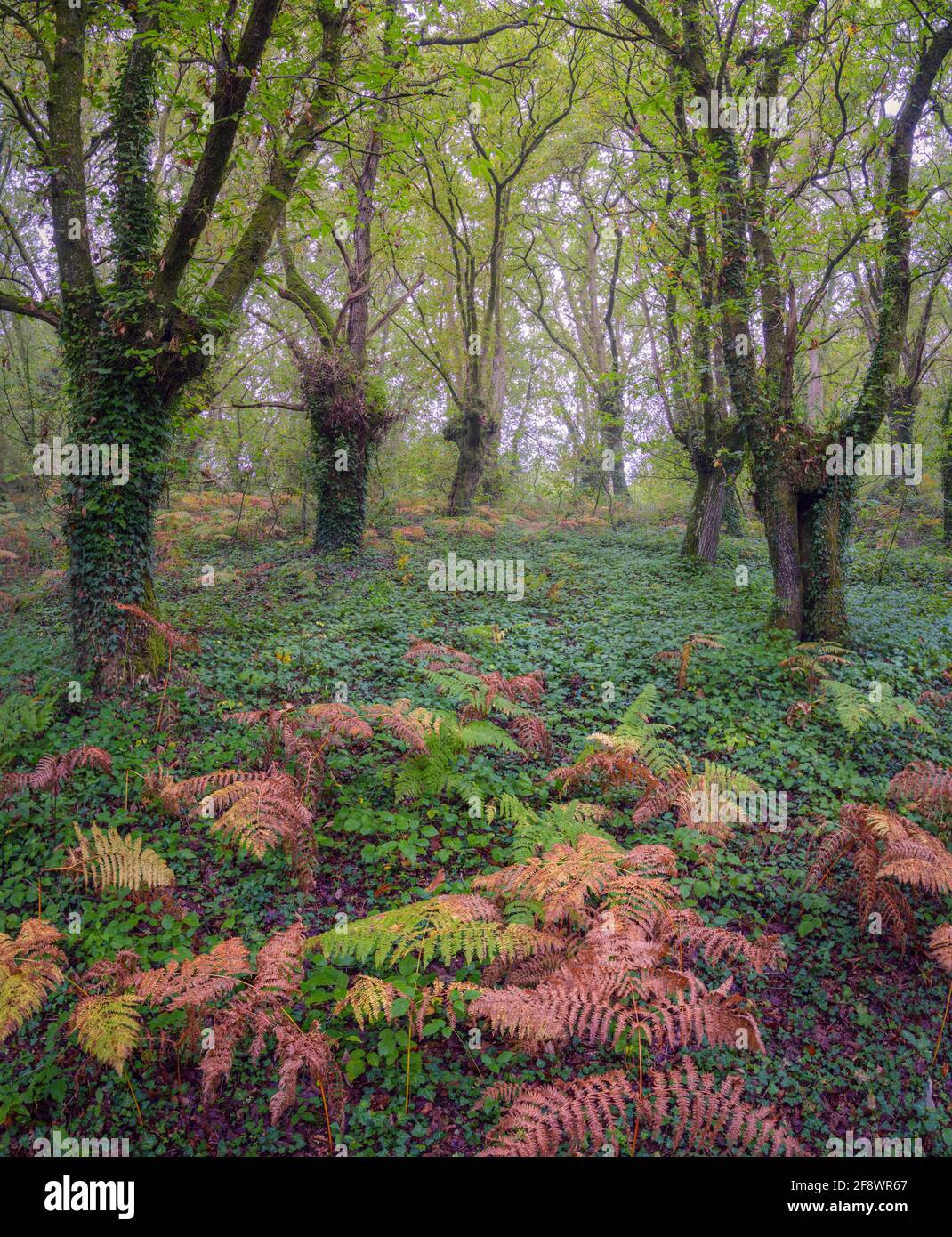Chestnut forest with the ground covered with ivy and ferns in Paradela ...