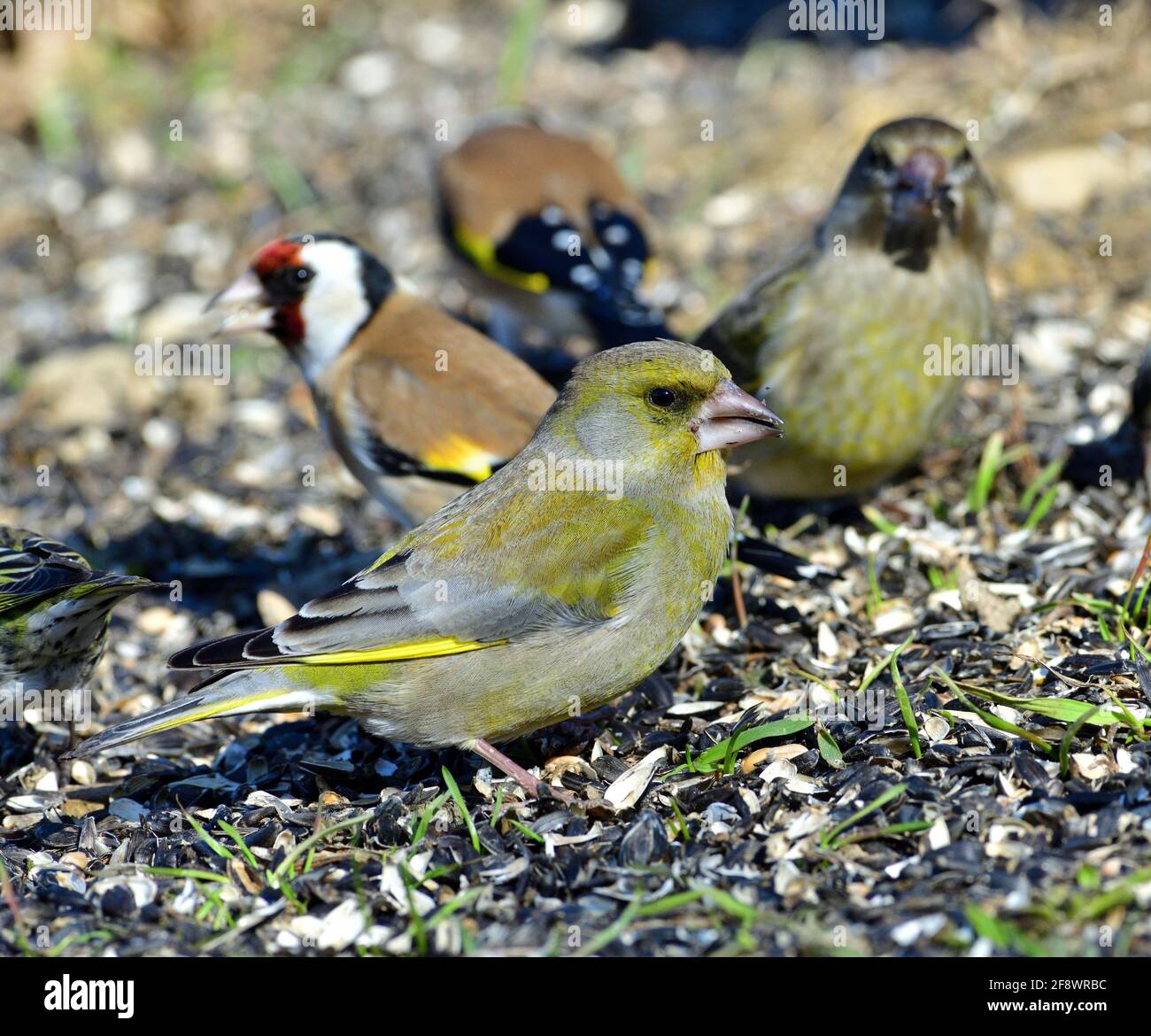 The greenfinch has a sunflower seed in its beak Stock Photo - Alamy