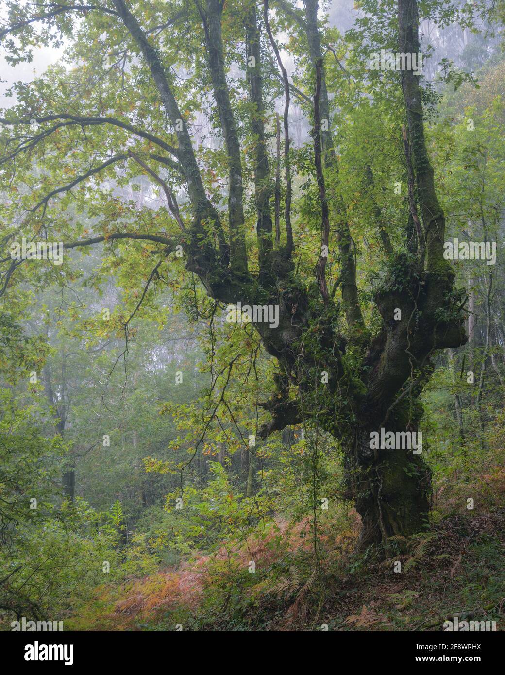 Grandiose specimen of chestnut tree in early autumn on the outskirts of ...