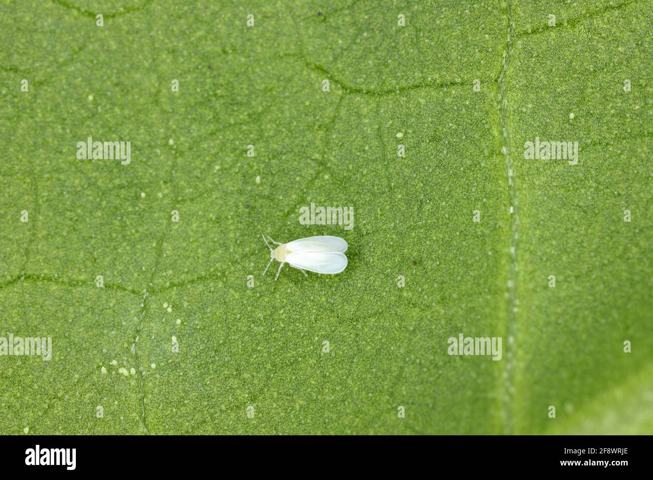 Cotton whitefly (Bemisia tabaci) adults, eggs and larvae on a cotton ...