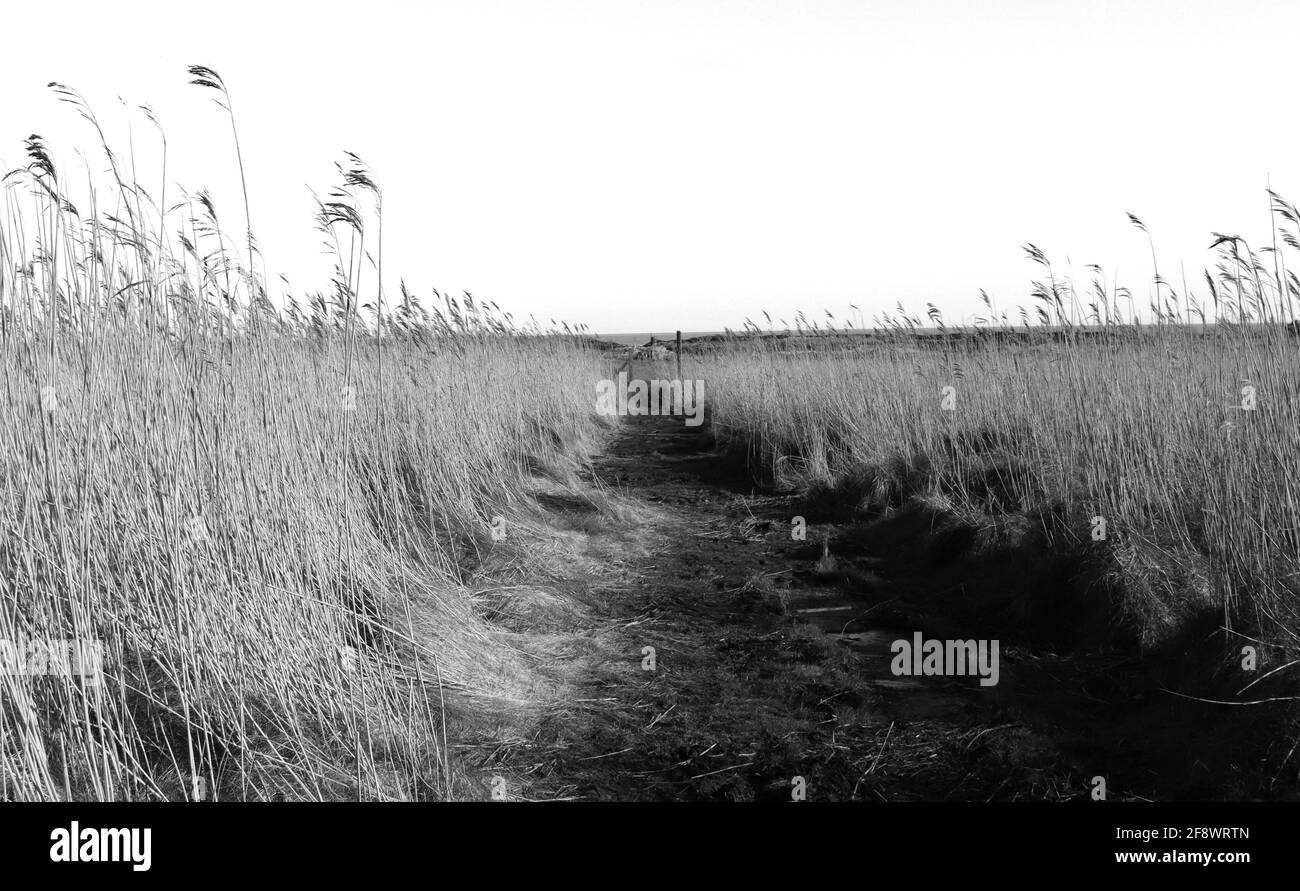County down countryside Black and White Stock Photos & Images - Alamy