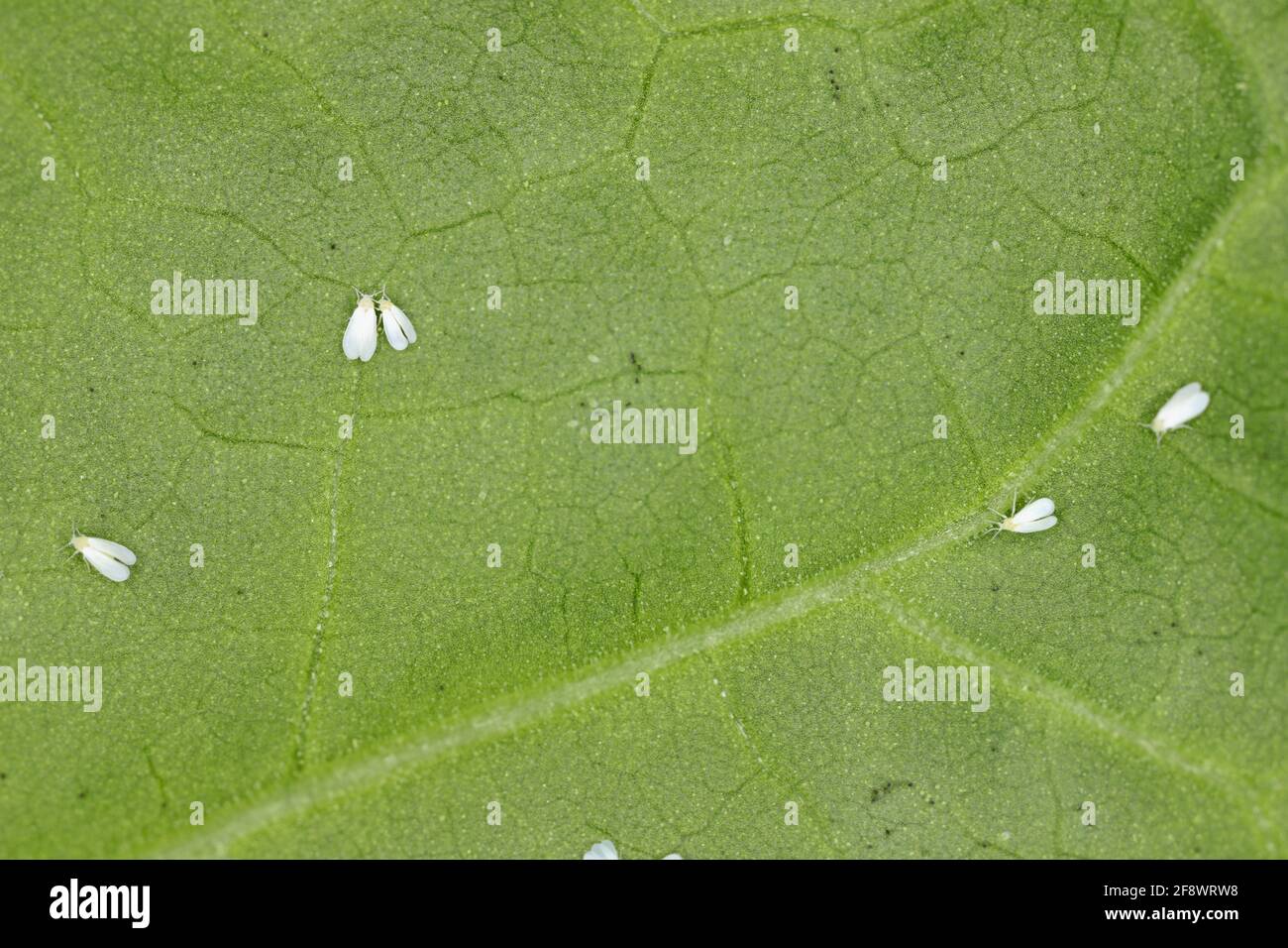 Cotton whitefly (Bemisia tabaci) adults, eggs and larvae on a cotton ...