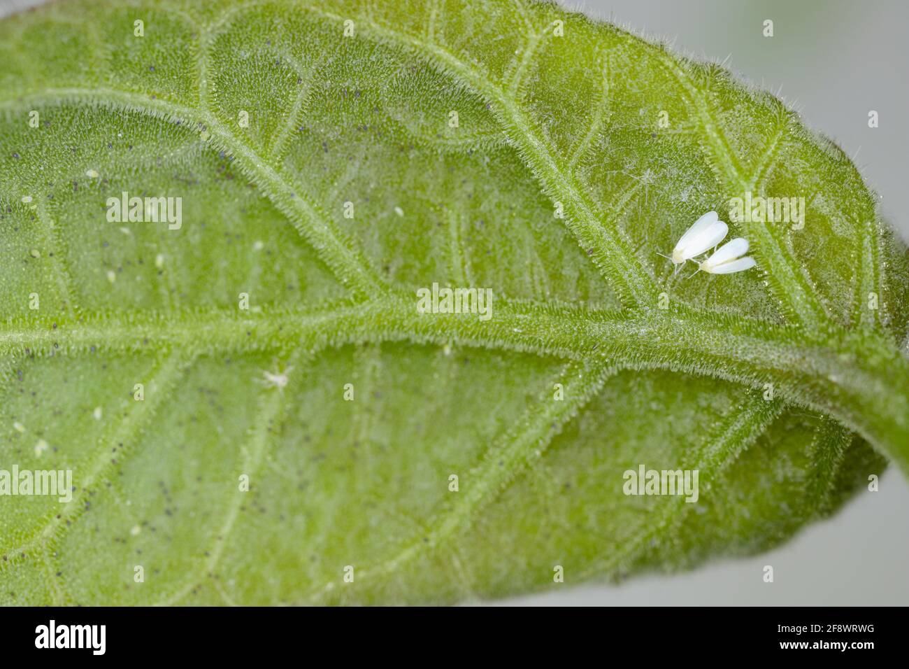 Cotton whitefly (Bemisia tabaci) adults, eggs and larvae on a cotton ...