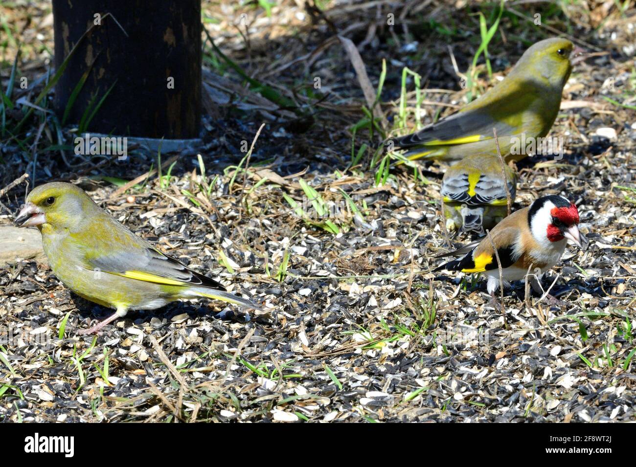 A flock of wild finch birds eating sunflower seed on the ground Stock ...