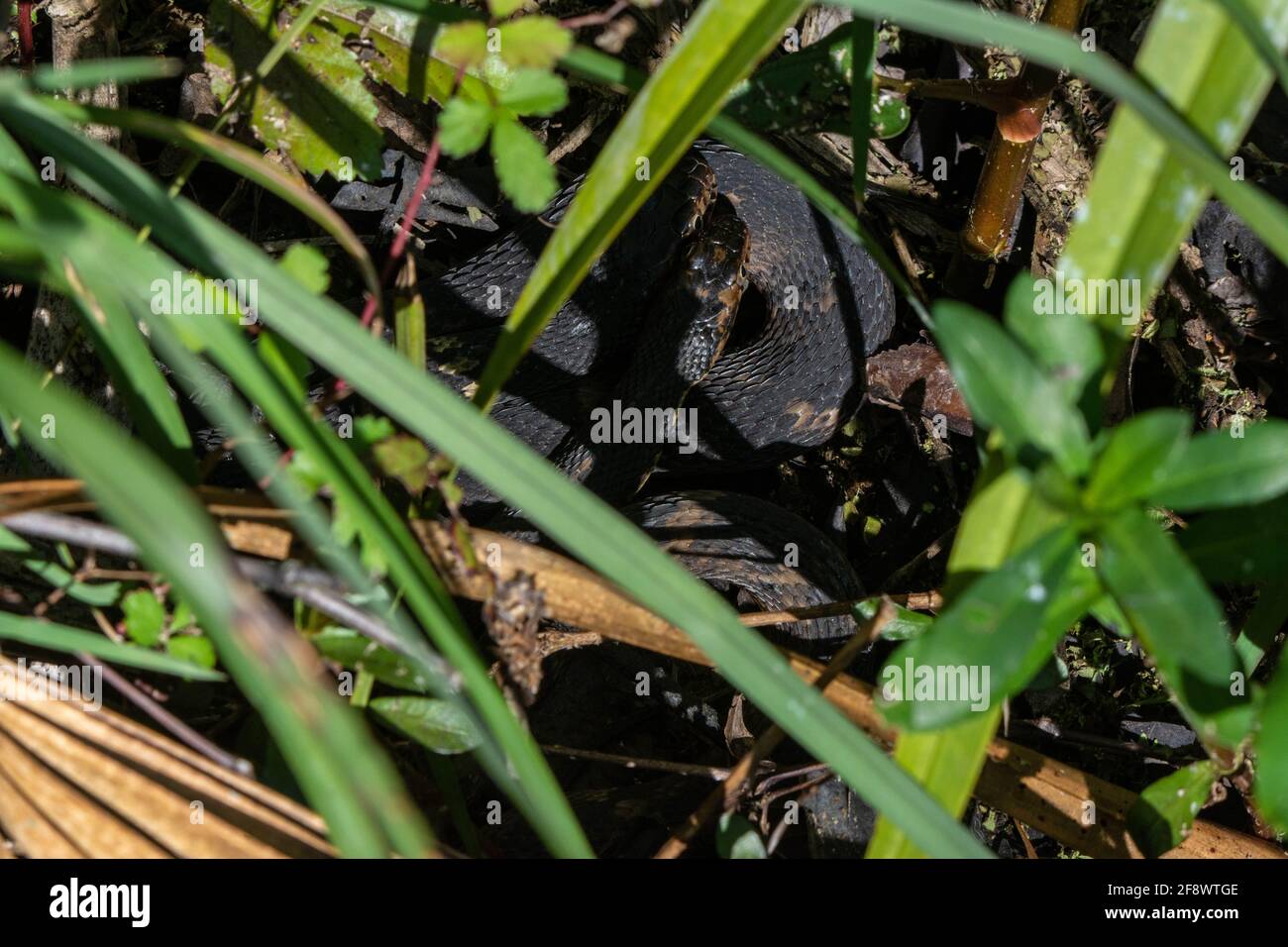 Broad-banded Watersnake (Nerodia fasciata confluens) from Jefferson ...