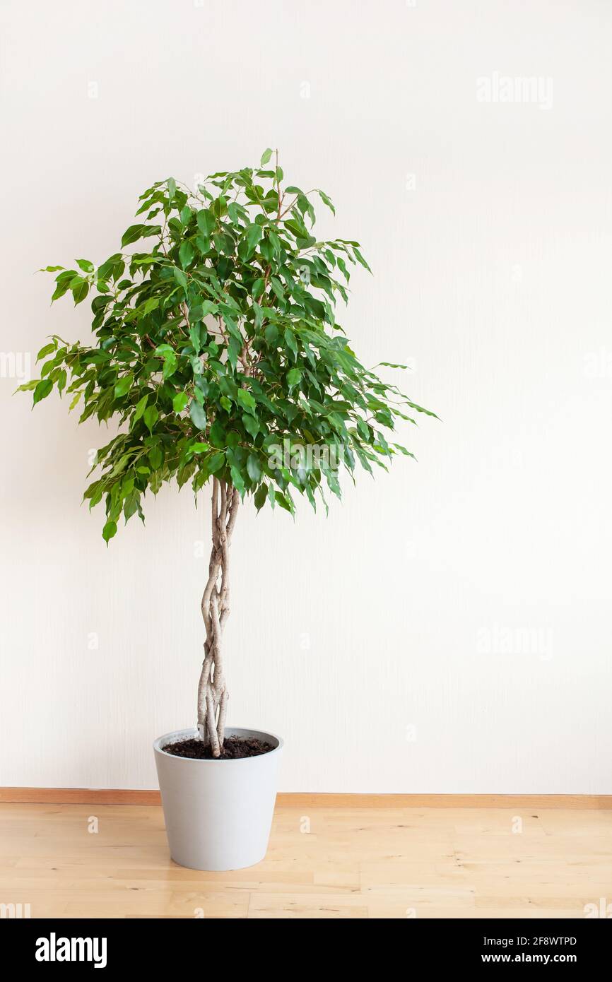 ficus benjamina large green houseplant with long braided stem Stock Photo - Alamy