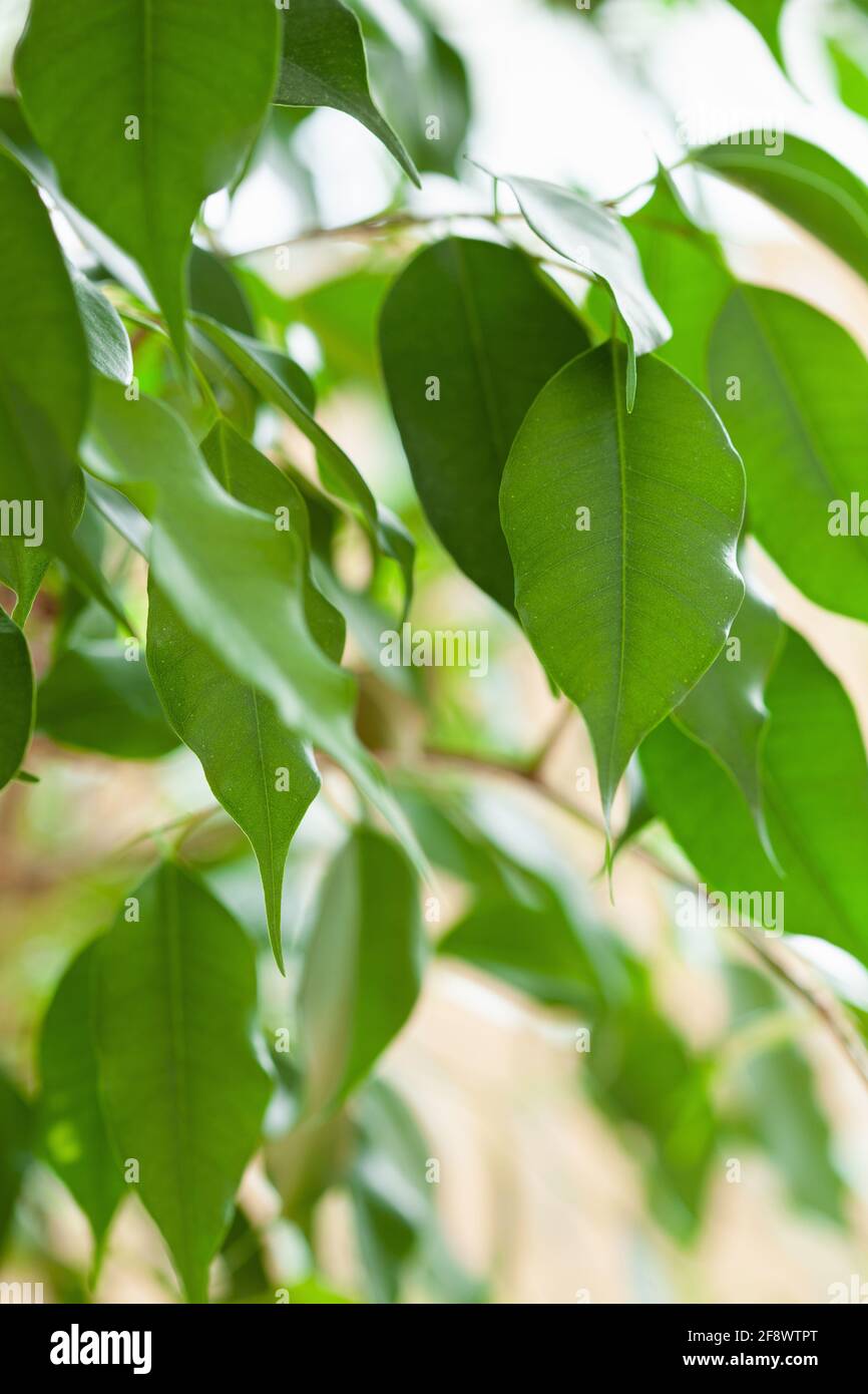 ficus benjamina large green houseplant Stock Photo - Alamy