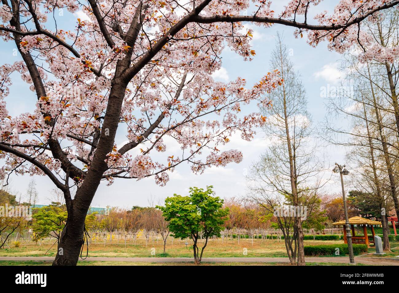 Hwarang Recreation Area park at spring in Ansan, Korea Stock Photo - Alamy