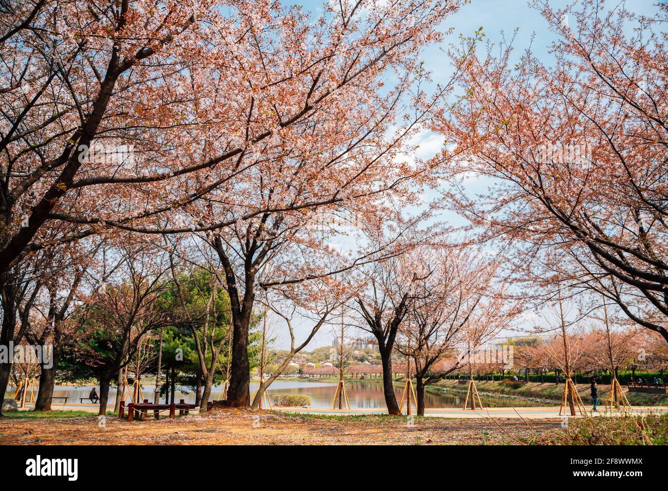 Hwarang Recreation Area park at spring in Ansan, Korea Stock Photo - Alamy