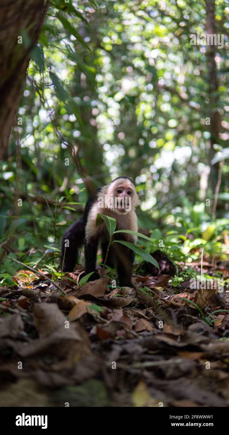 A rare shot of a capuchin monkey I came up close with in the depth of ...