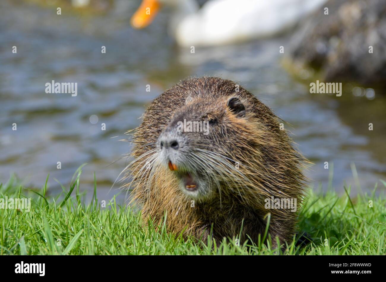 Beaver tail close up hi-res stock photography and images - Alamy