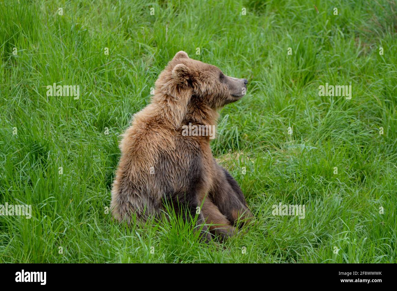 Shaggy bear hi-res stock photography and images - Alamy