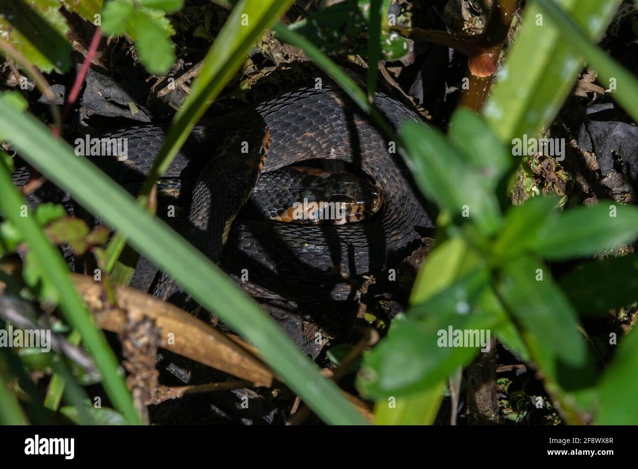 Broad-banded Watersnake (Nerodia fasciata confluens) from Jefferson ...
