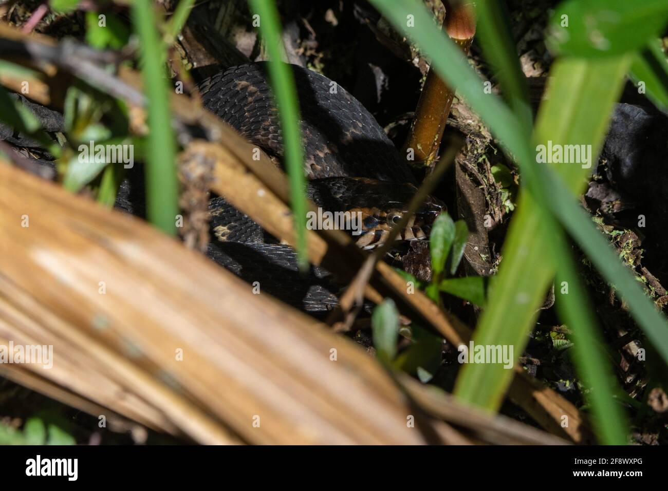 Broad-banded Watersnake (Nerodia fasciata confluens) from Jefferson ...
