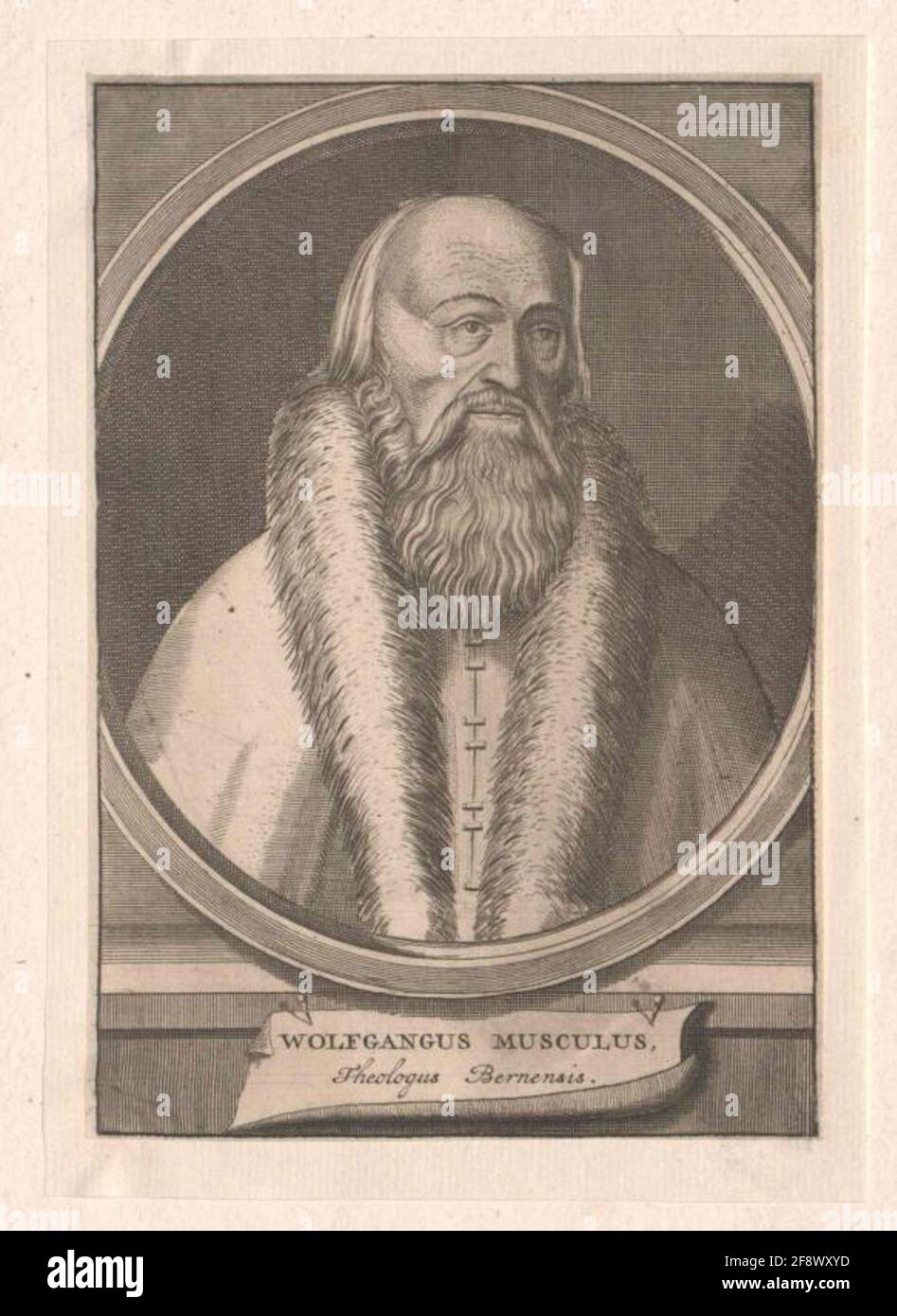 Wolfgang musculus hi-res stock photography and images - Alamy
