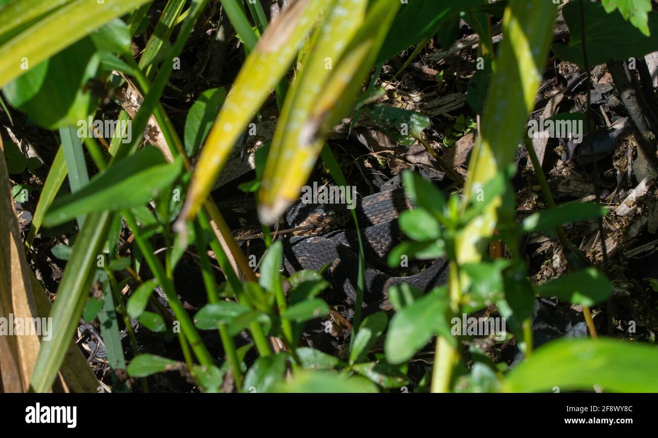 Broad-banded Watersnake (Nerodia fasciata confluens) from Jefferson ...