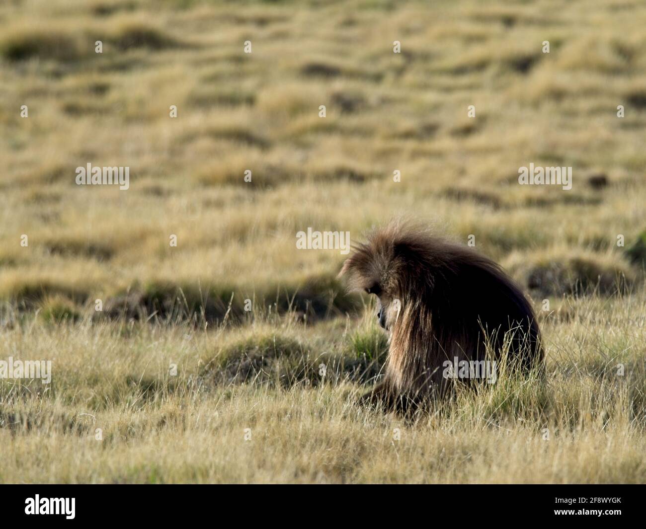 Ethiopian monkeys hi-res stock photography and images - Alamy