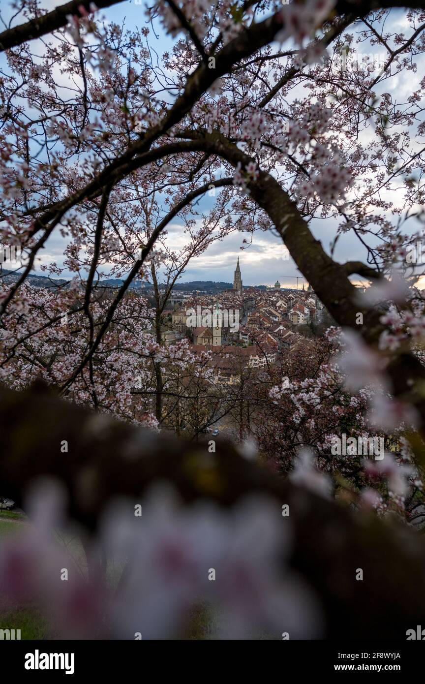 blooming cherry tree in front of the scenic oldtown of Bern ...