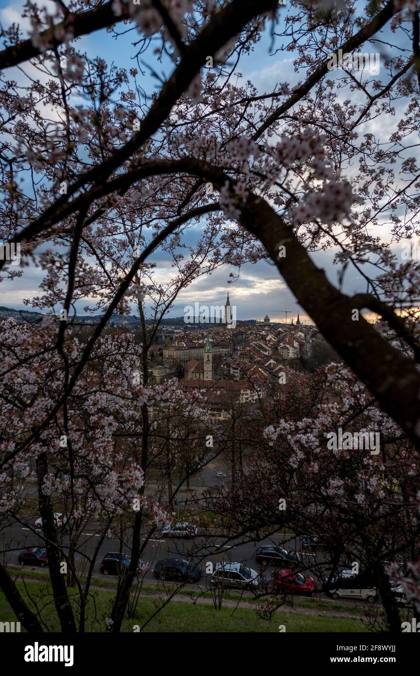 blooming cherry tree in front of the scenic oldtown of Bern ...