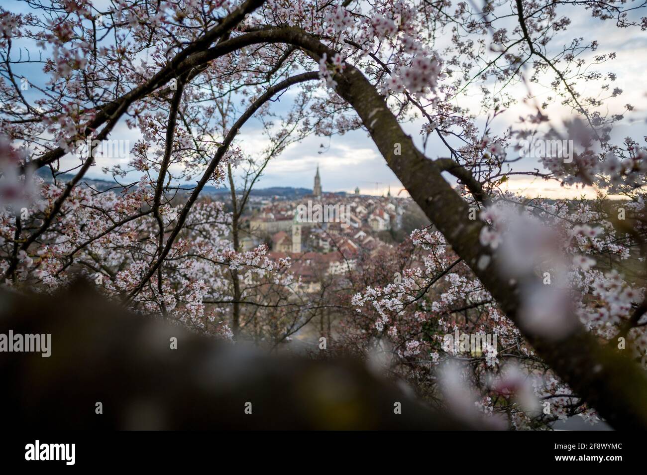 blooming cherry tree in front of the scenic oldtown of Bern ...