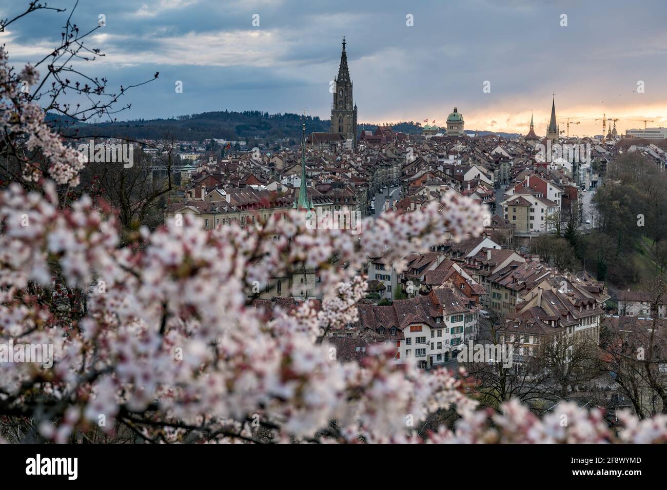 blooming cherry tree in front of the scenic oldtown of Bern ...