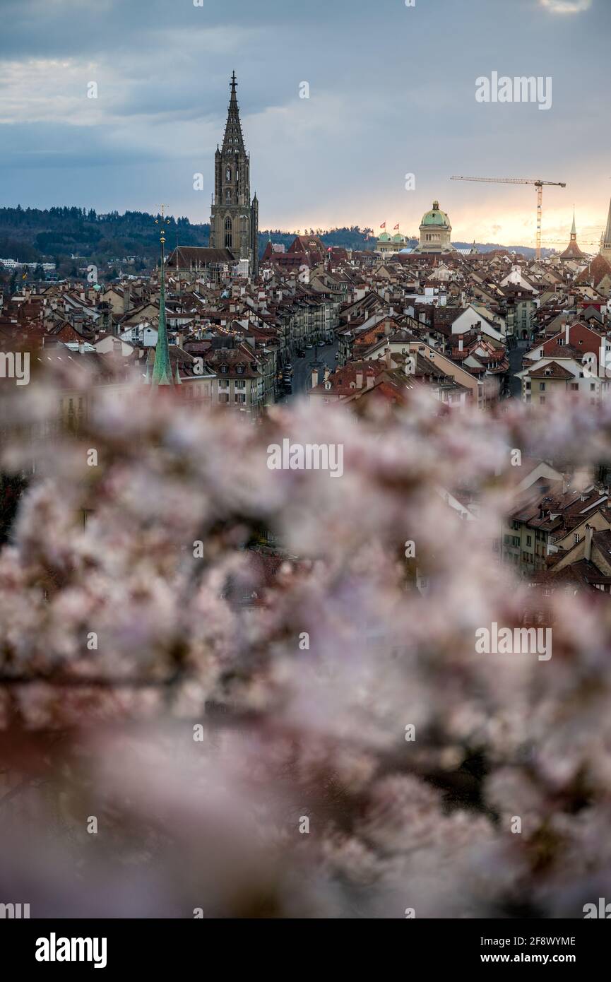 blooming cherry tree in front of the scenic oldtown of Bern ...