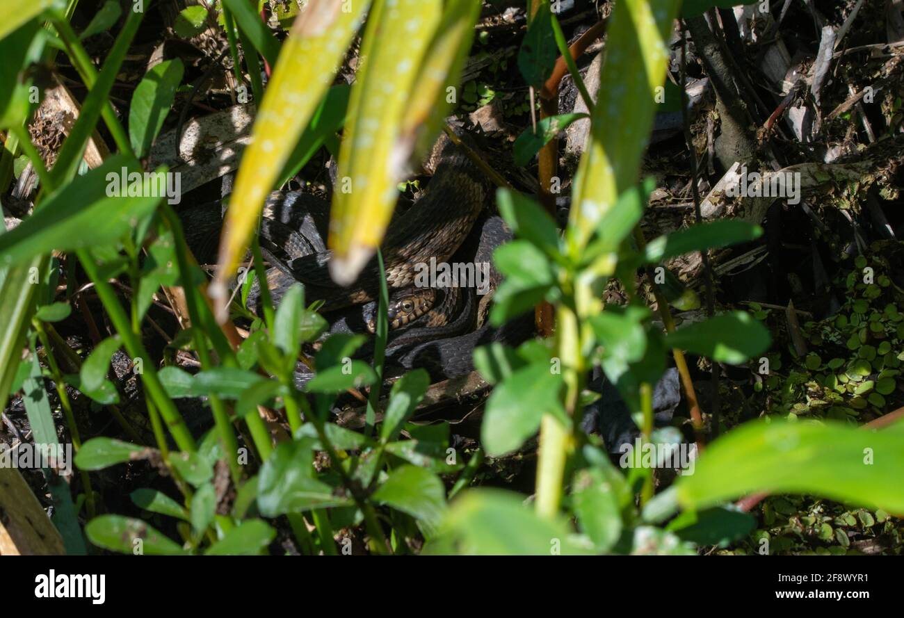 Broad-banded Watersnake (Nerodia fasciata confluens) from Jefferson ...