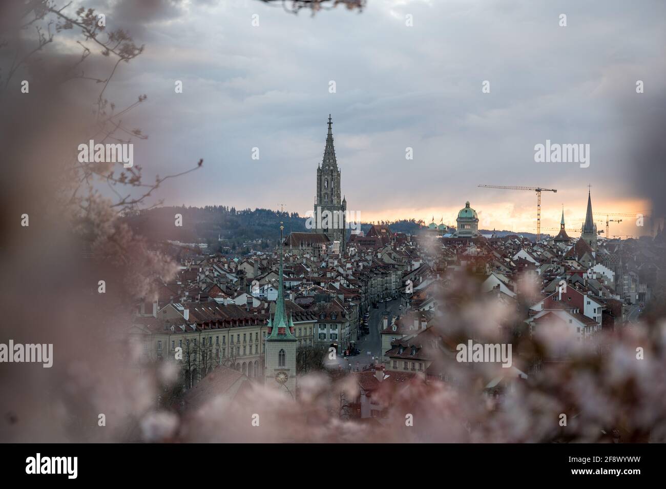 fantastic sunset during cherry blossom with the oldtown of Bern ...