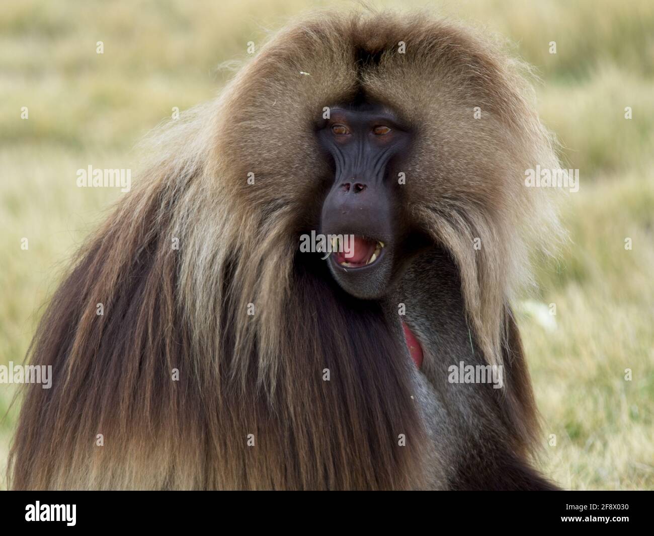 Ethiopian monkeys hi-res stock photography and images - Alamy
