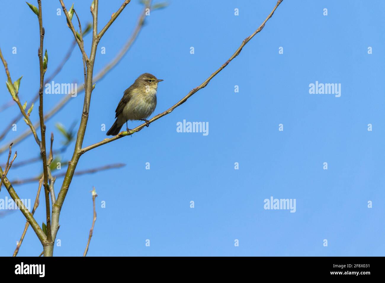 Yellow underside of legs and feet hi-res stock photography and images ...