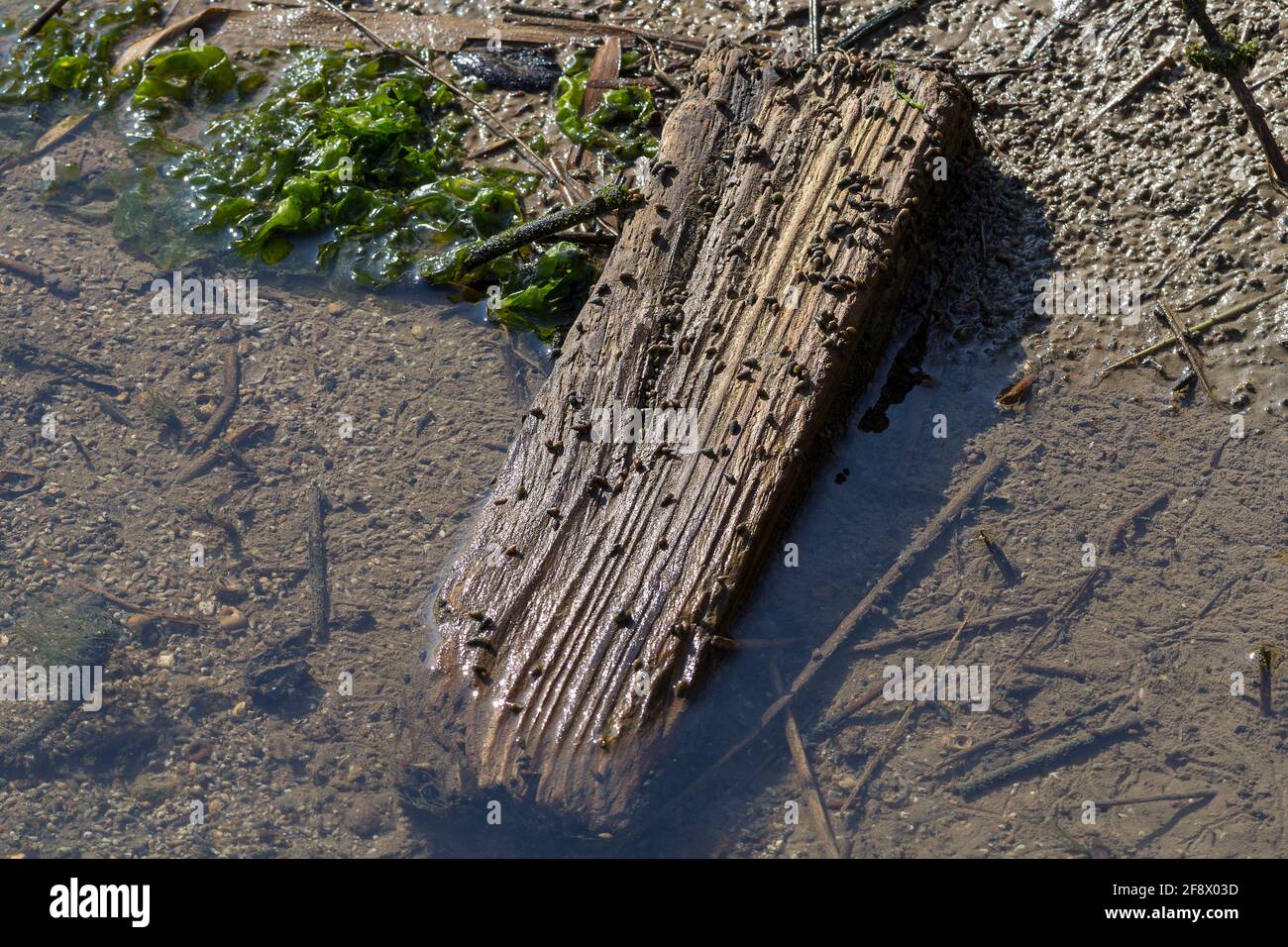 Tidal mudflats exposed snails on timber hi-res stock photography and ...