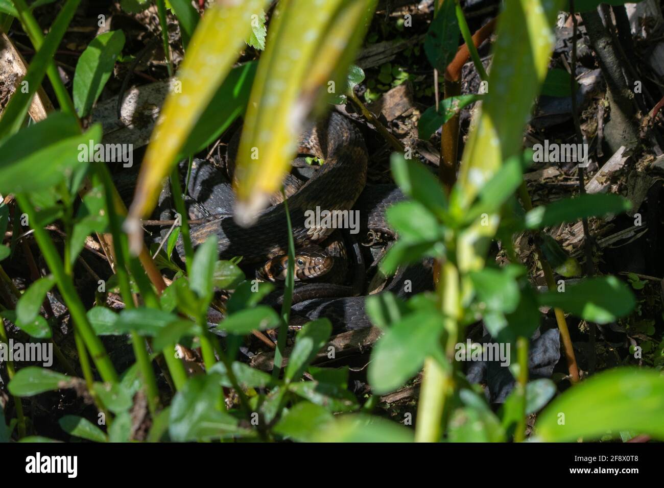 Broad-banded Watersnake (Nerodia fasciata confluens) from Jefferson ...