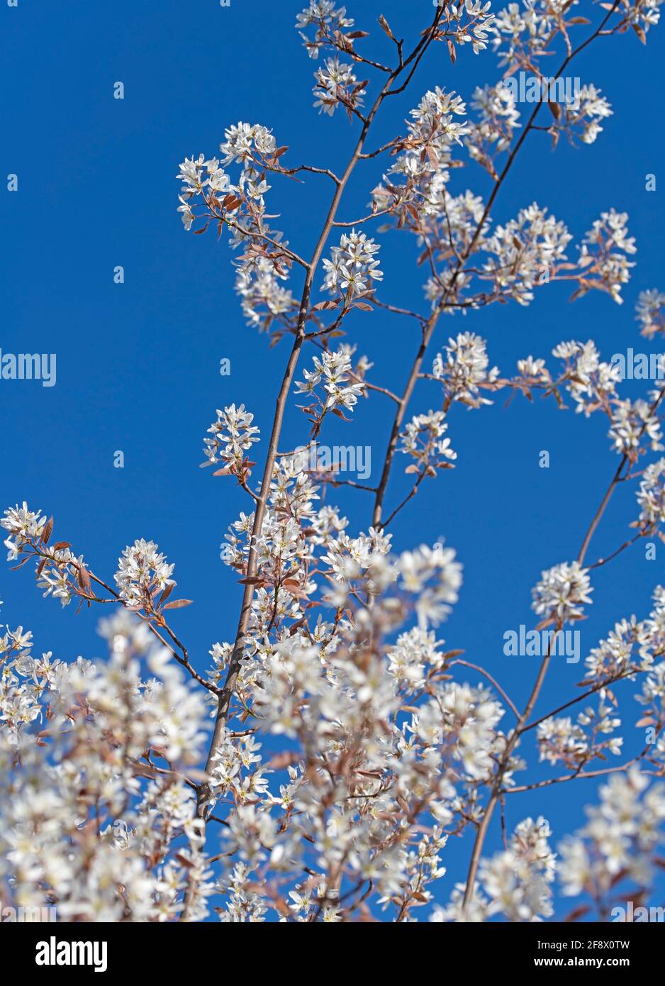 Bloosoms of the rock pear, Amelanchier lamarckii, in spring Stock Photo ...