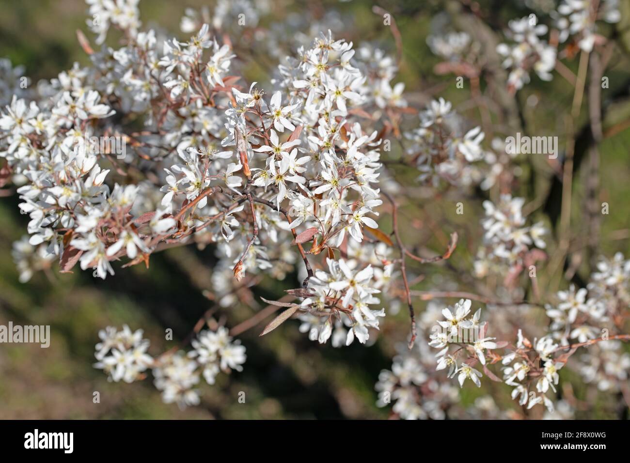 Bloosoms of the rock pear, Amelanchier lamarckii, in spring Stock Photo ...