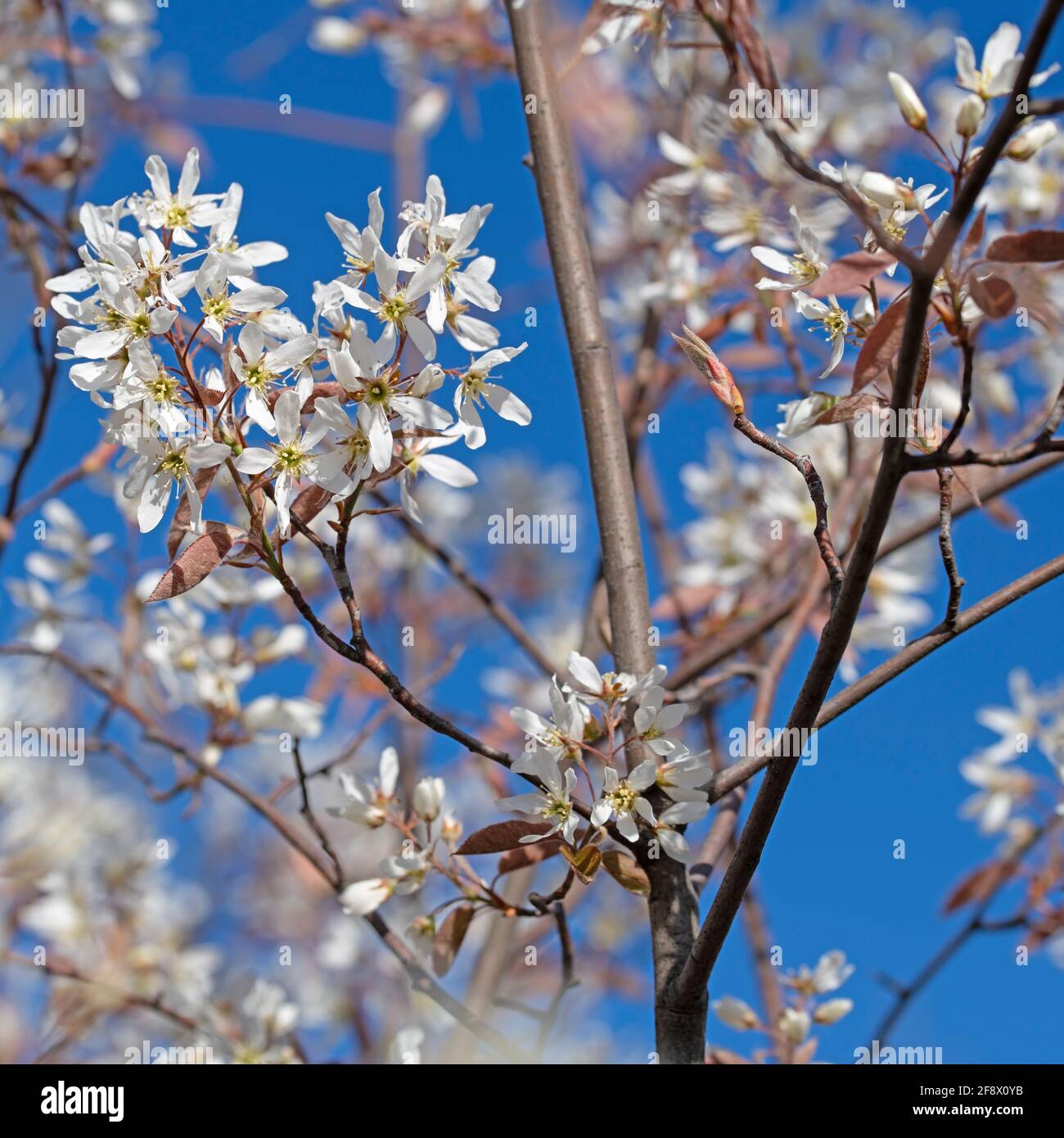 Bloosoms of the rock pear, Amelanchier lamarckii, in spring Stock Photo ...