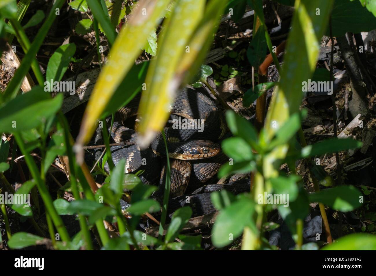 Broad-banded Watersnake (Nerodia fasciata confluens) from Jefferson ...