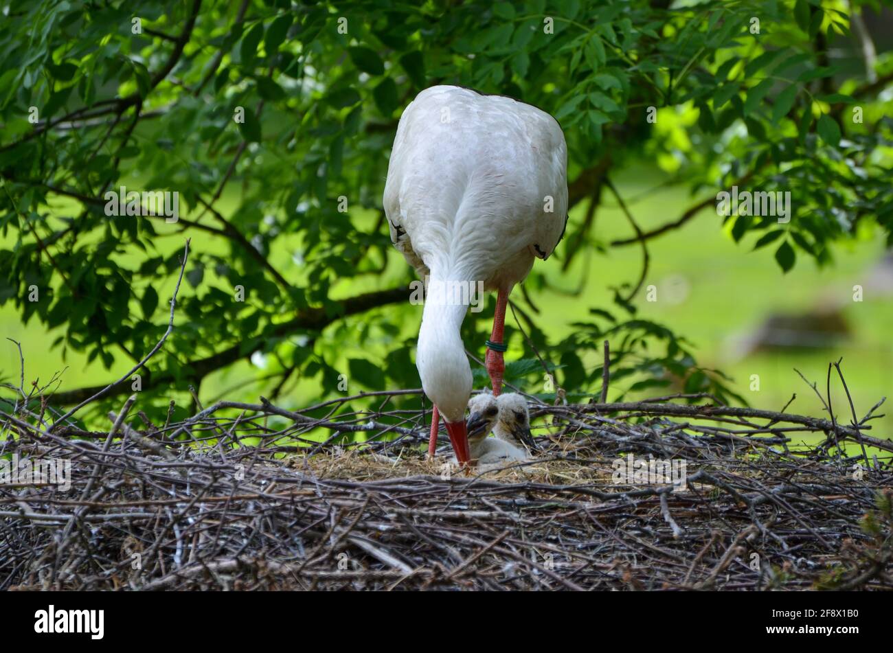 A stork feeds its baby storks in its nest with green leaves and meadows ...