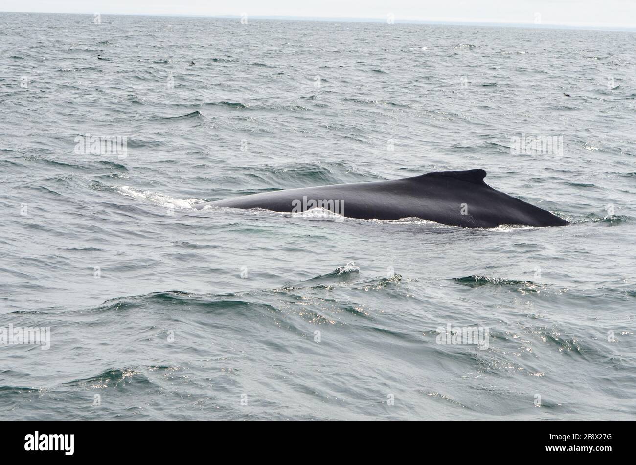 Flying animals hi-res stock photography and images - Alamy