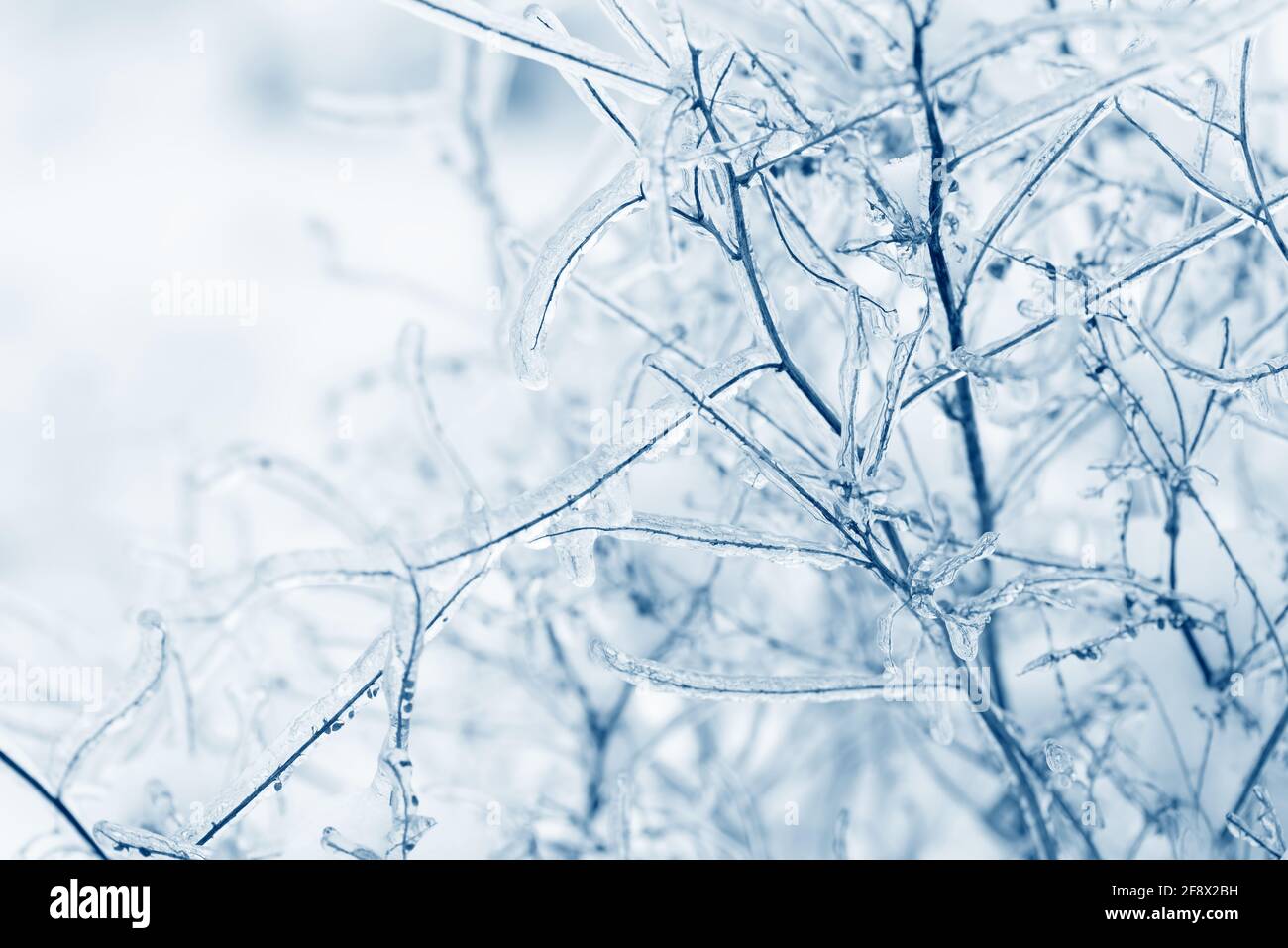 Dry branches of grass and flowers on a winter snowy field. Seasonal ...