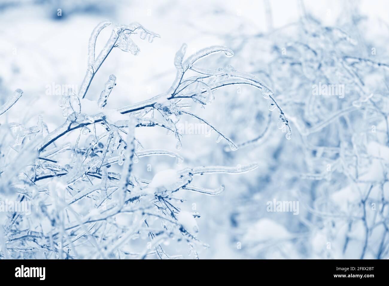 Dry branches of grass and flowers on a winter snowy field. Seasonal ...