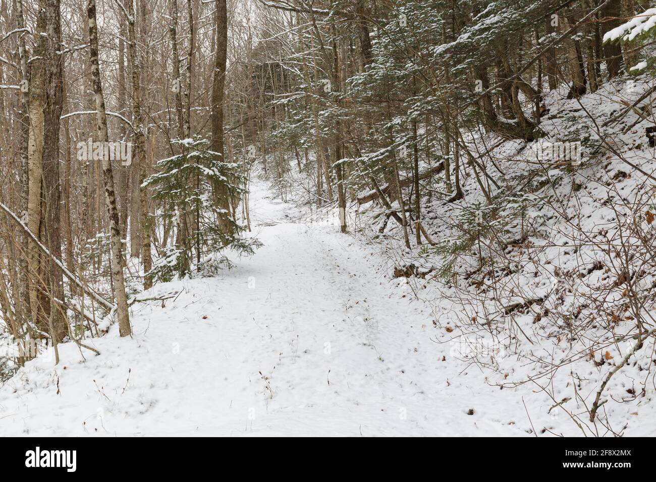 Old road off of Tunnel Brook Road in Benton, New Hampshire during the ...