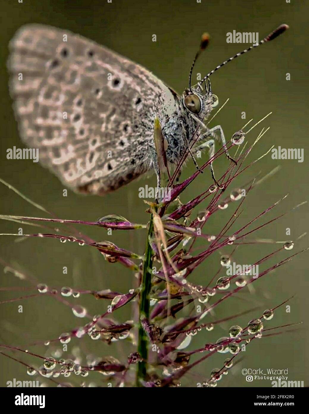 Alcon blue butterfly hi-res stock photography and images - Alamy