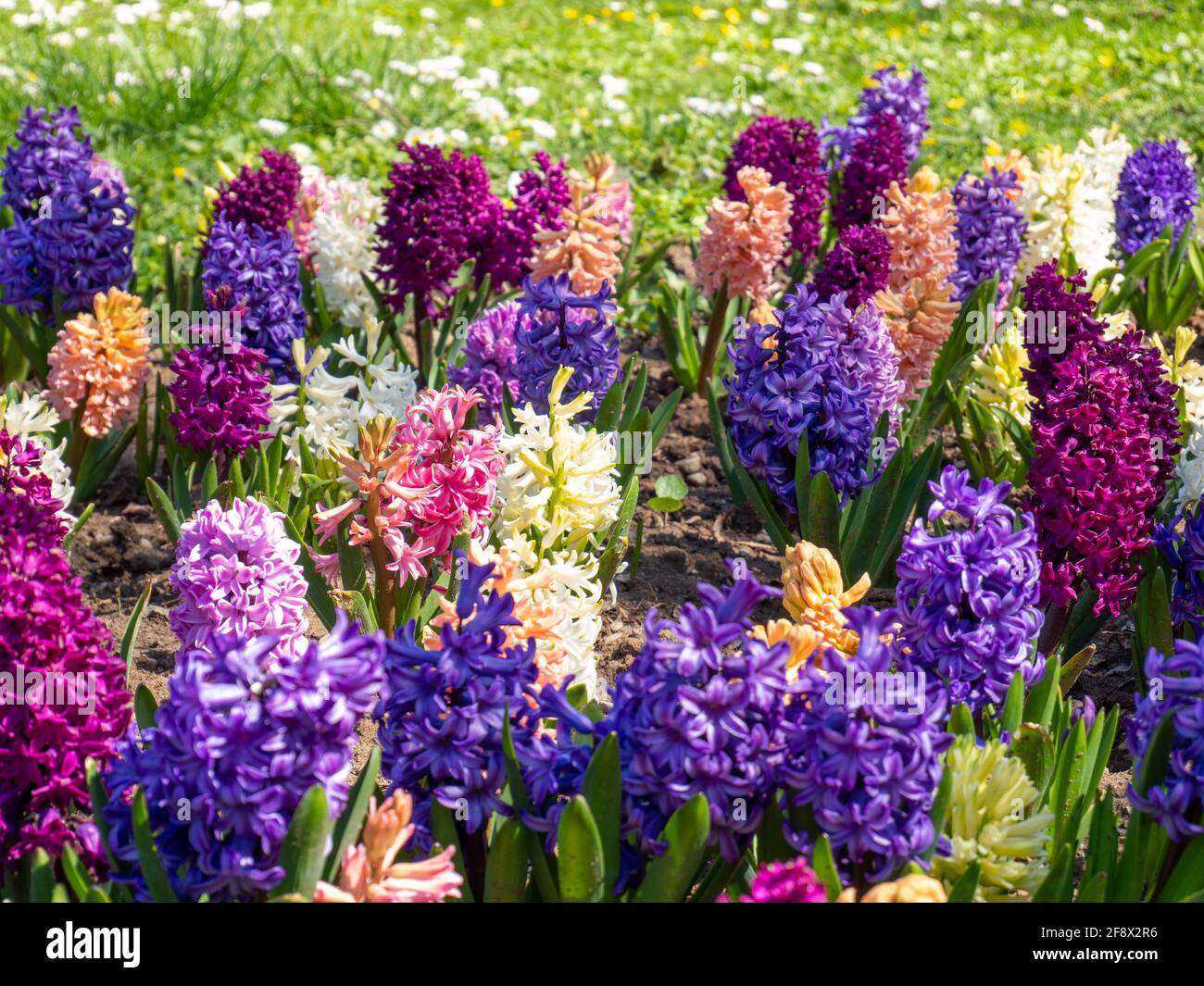 Colorful Hyacinth flowers grown in the park Stock Photo - Alamy