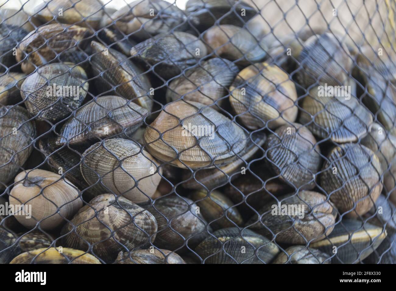 Closeup shellfish in net hi-res stock photography and images - Alamy
