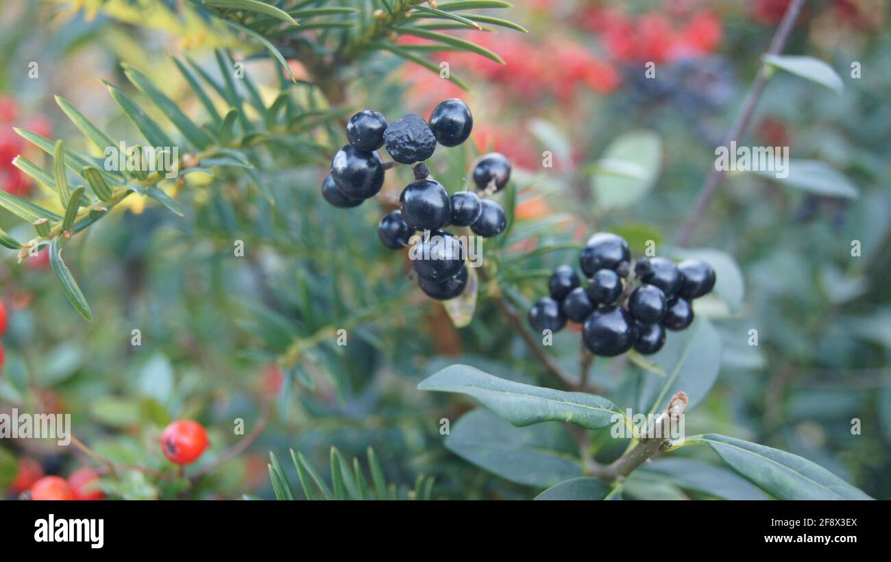 Privet berries hi-res stock photography and images - Alamy