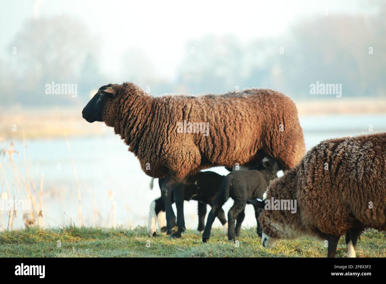 Brown sheep with two lambs drinking her milk on a dike Stock Photo - Alamy