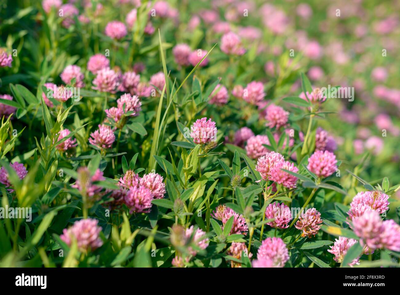 Clover Flowers in the field background. Blooming medicinal wild herb ...